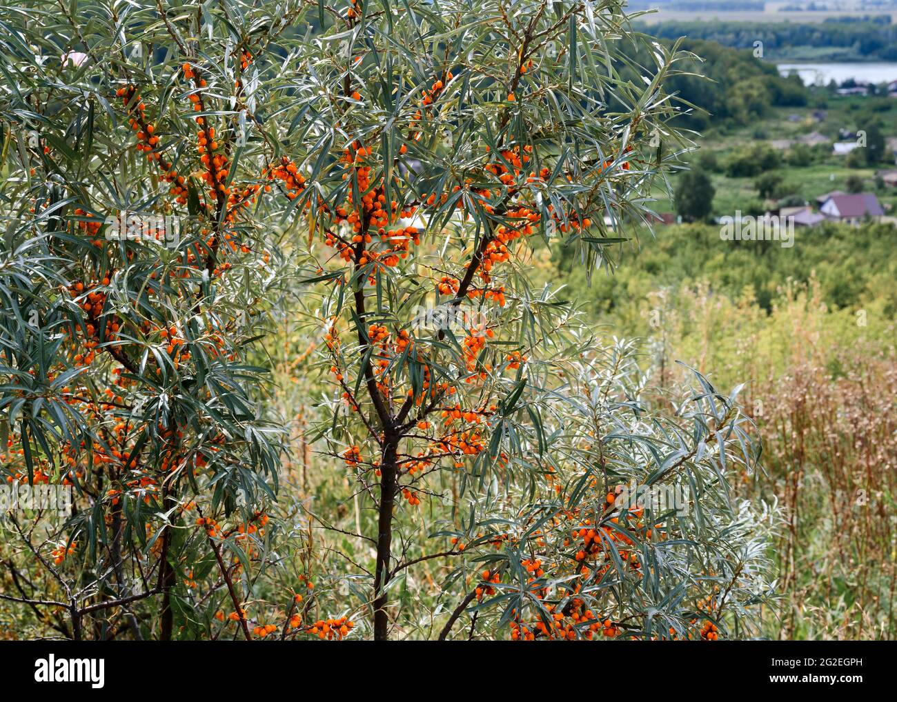 Buckthorn tree hi-res stock photography and images - Alamy