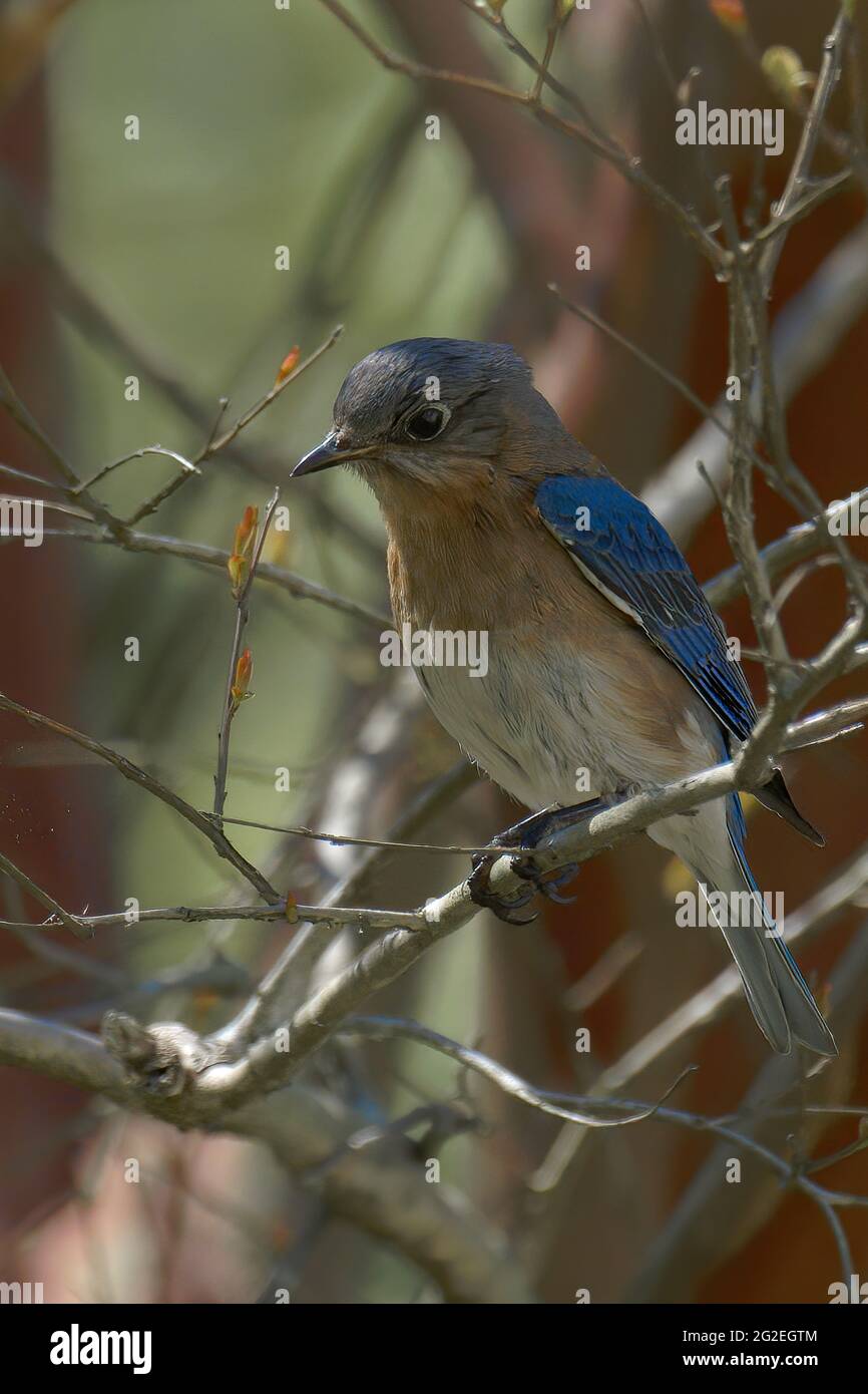 Closeup shot of an Eastern bluebird perched on a tree branch Stock ...