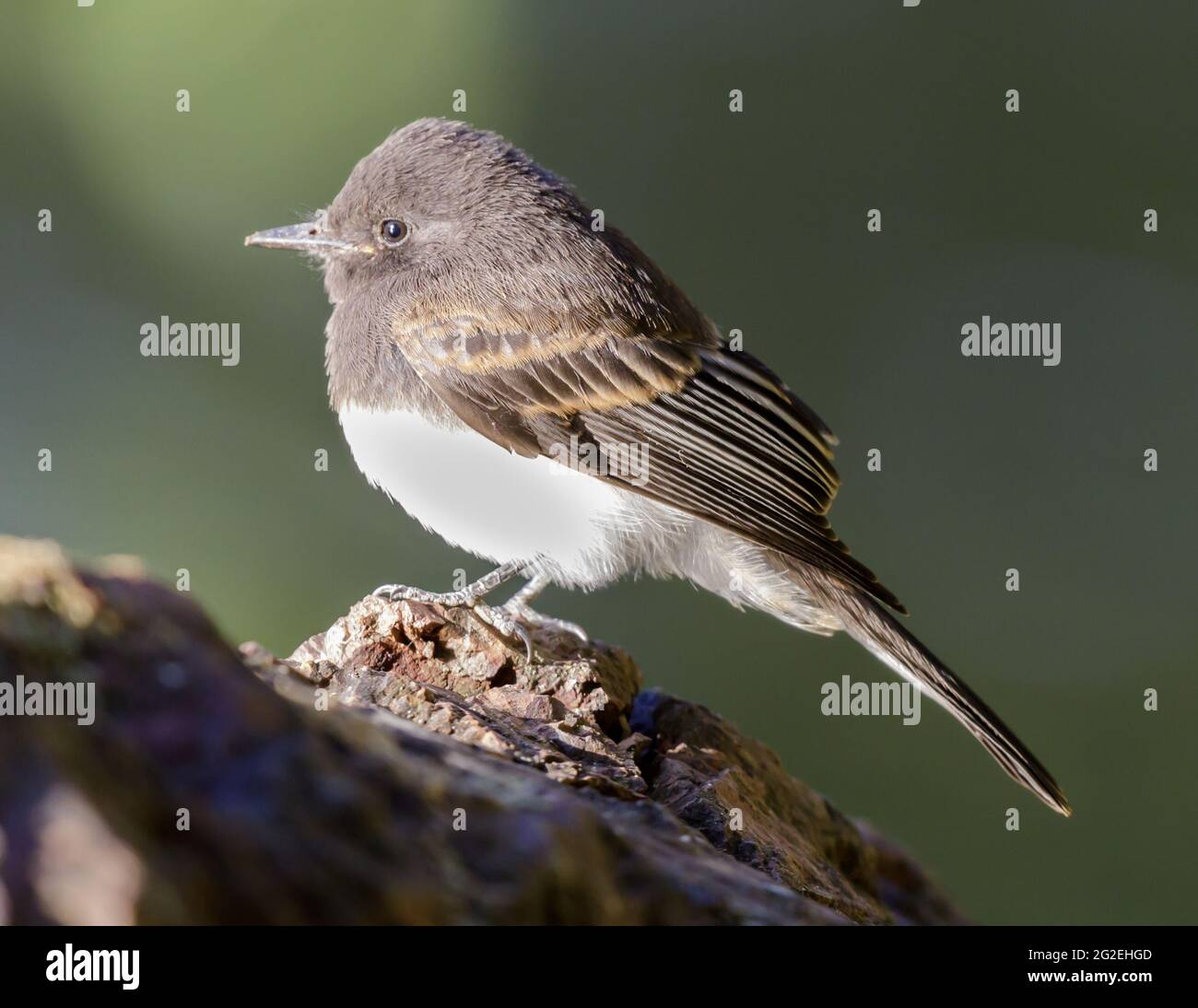 Phoebe green hi-res stock photography and images - Alamy