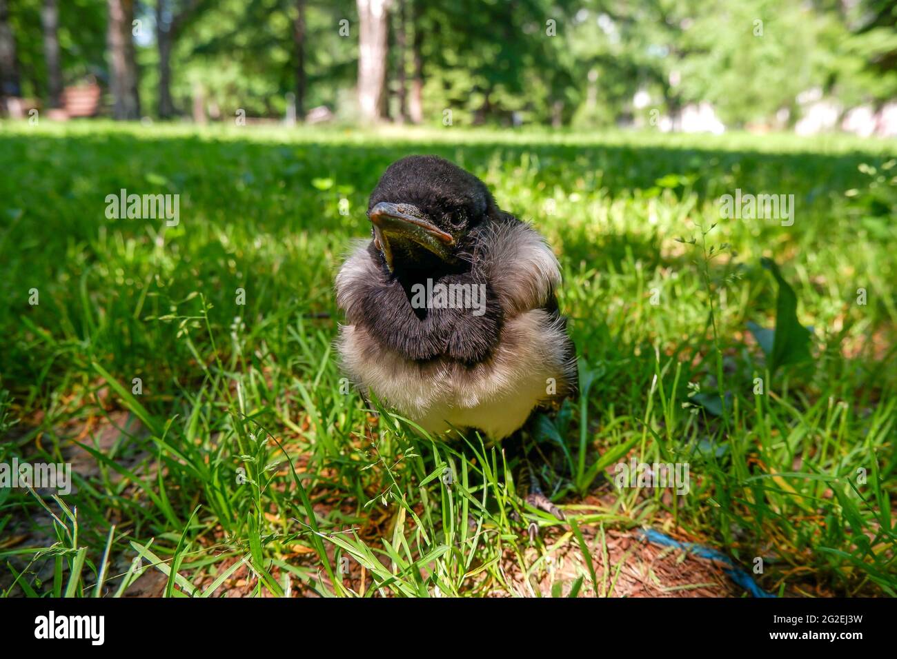 a small hooded crow chick sits on the ground. grey crow Stock Photo - Alamy