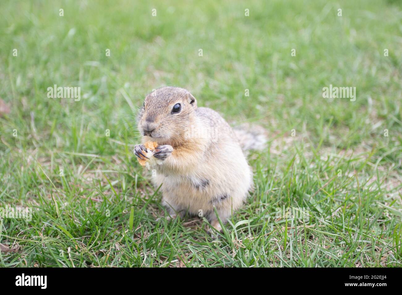 Groundhogs eating bread standing and looking Stock Photo - Alamy