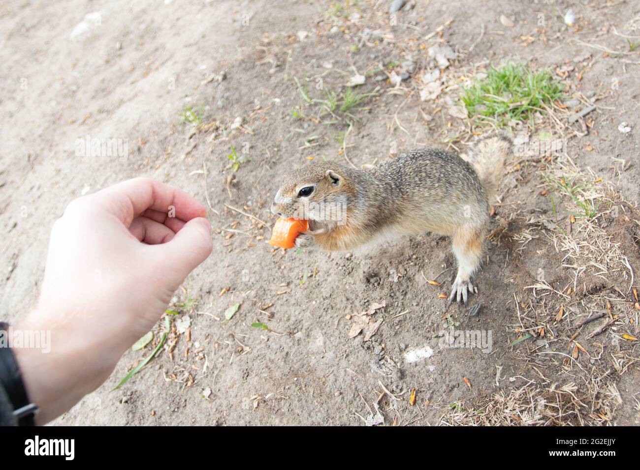 Man feeding a squirrel hi-res stock photography and images - Alamy