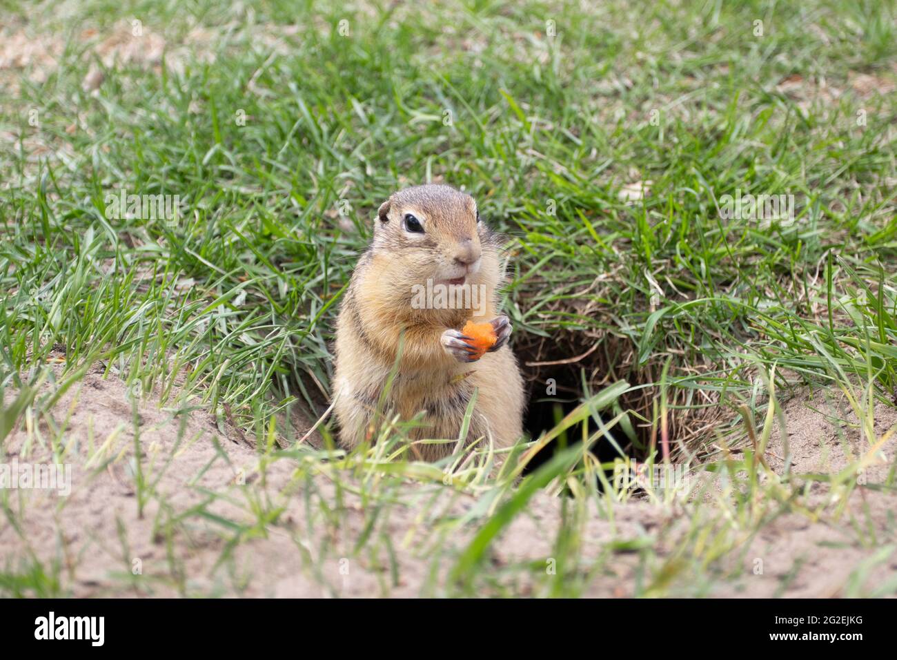 Wild gopher eating near the burrow Stock Photo - Alamy
