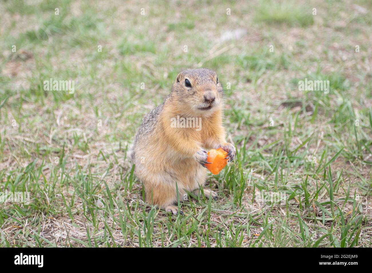 Wild red gopher eating carrot Stock Photo - Alamy