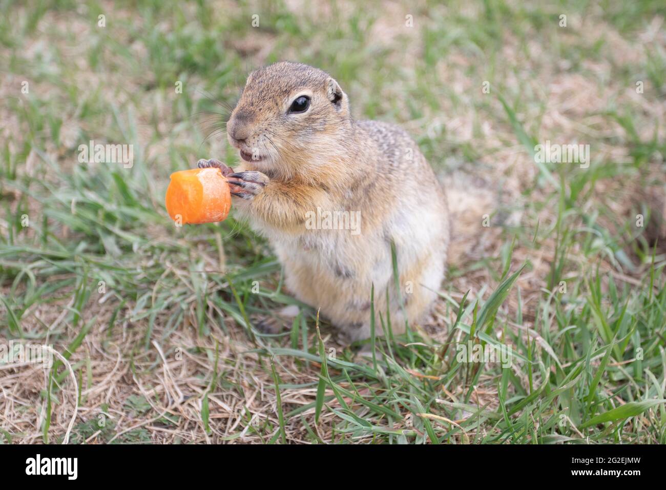 The cute Groundhogs eating while standing and looking Stock Photo - Alamy