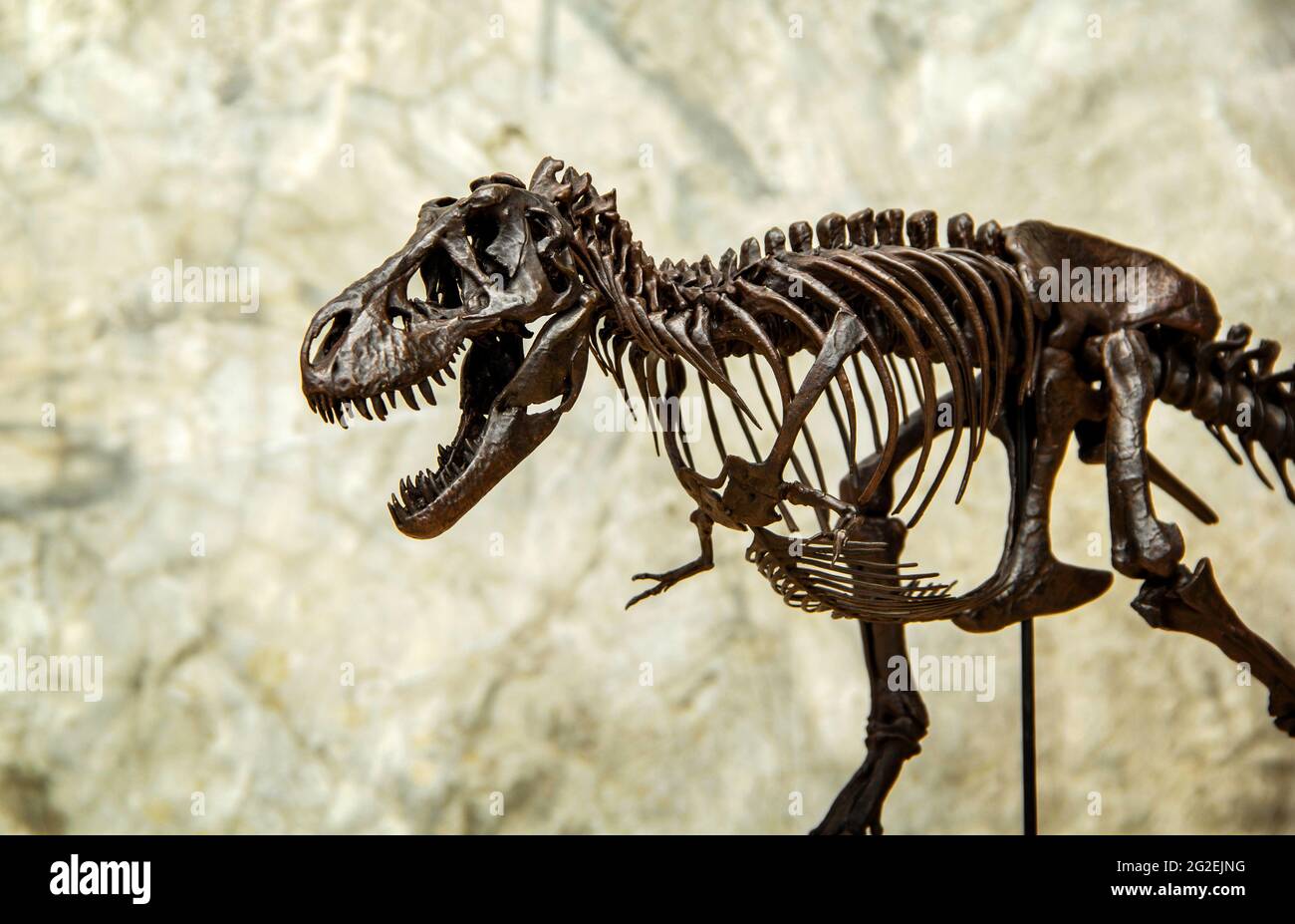 Fossil skeleton of Dinosaur king Tyrannosaurus Rex ( t-rex ) on cracked ...
