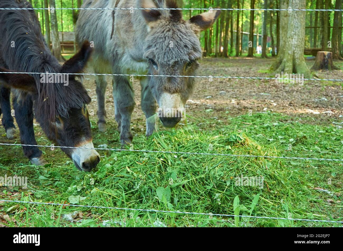 Two donkeys eat grass in a paddock with an electric fence Stock Photo ...