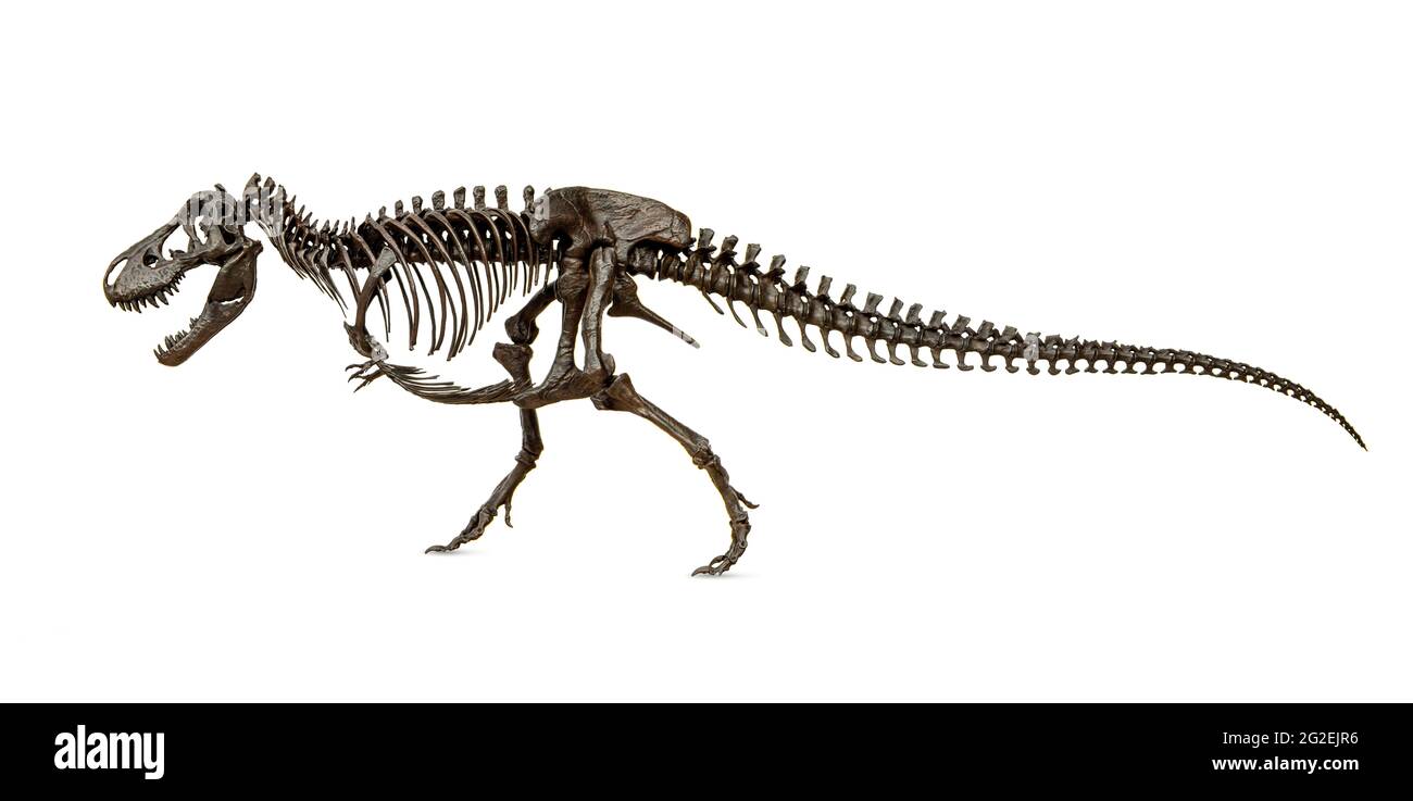 Fossil skeleton of Dinosaur Cretaceous Tyrannosaurus Rex or t-rex ...