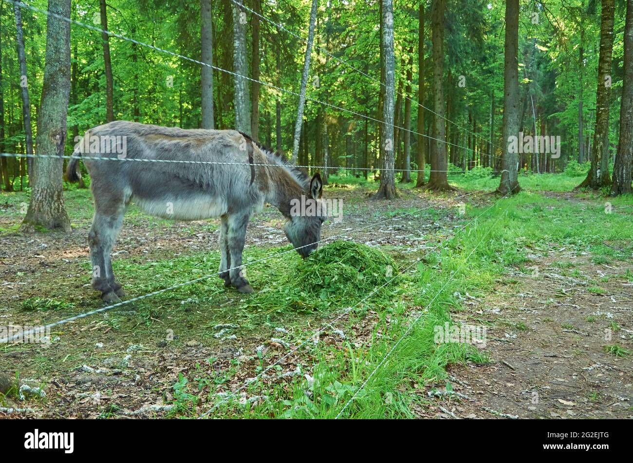 Wire donkeys hi-res stock photography and images - Alamy