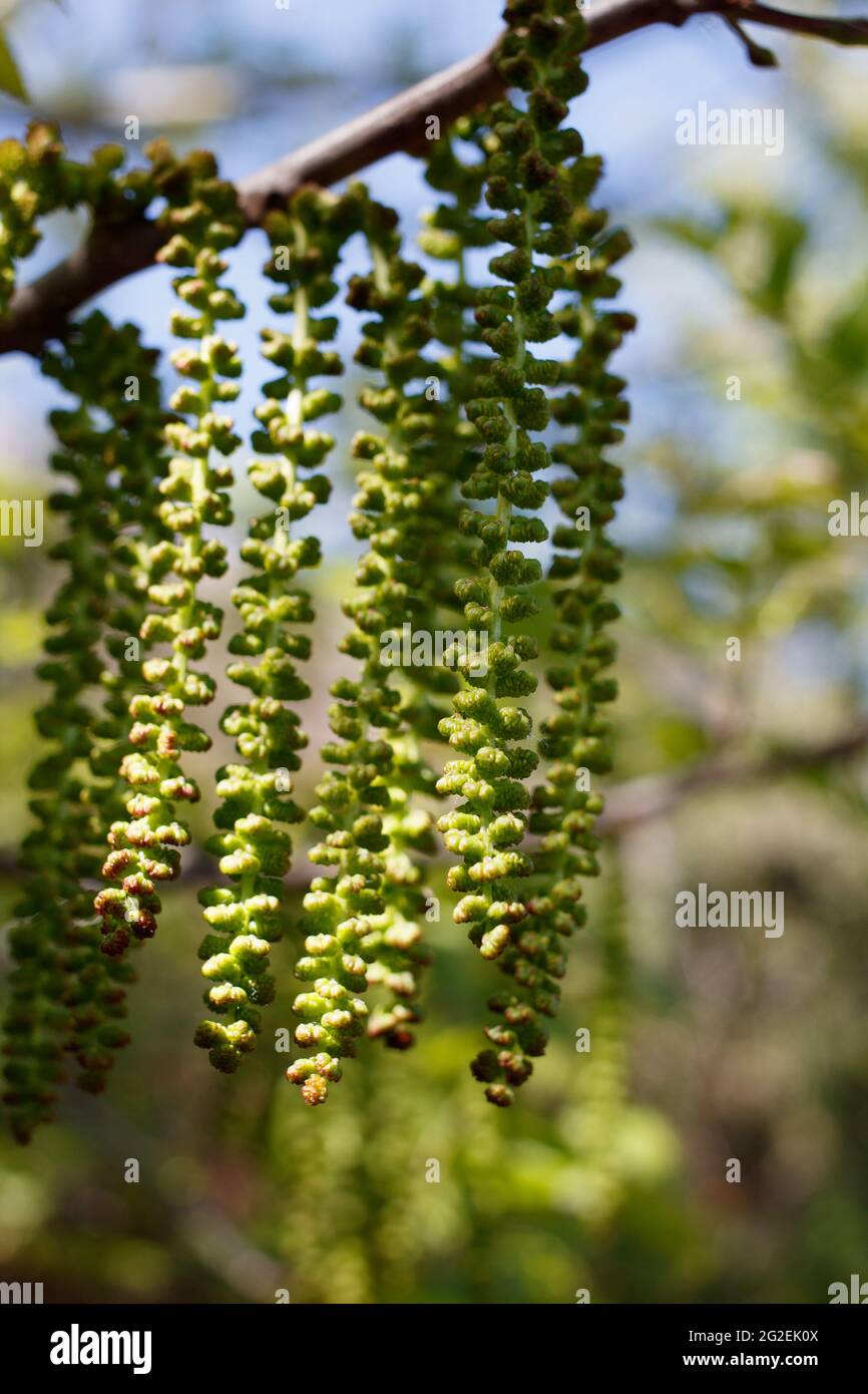 Blooming staminate catkin inflorescences of Southern Black Walnut ...