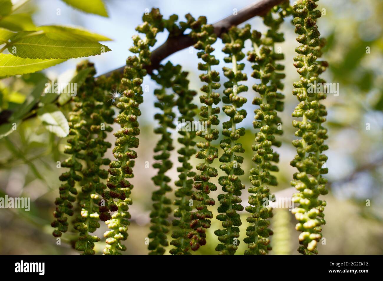 Black walnut hi-res stock photography and images - Alamy