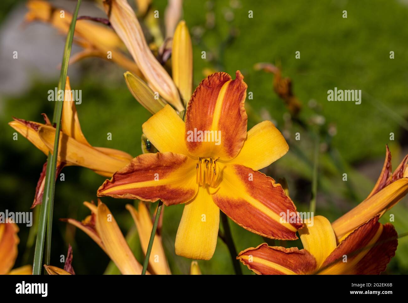 Beautiful colorful daylilies in a flower bed Stock Photo - Alamy