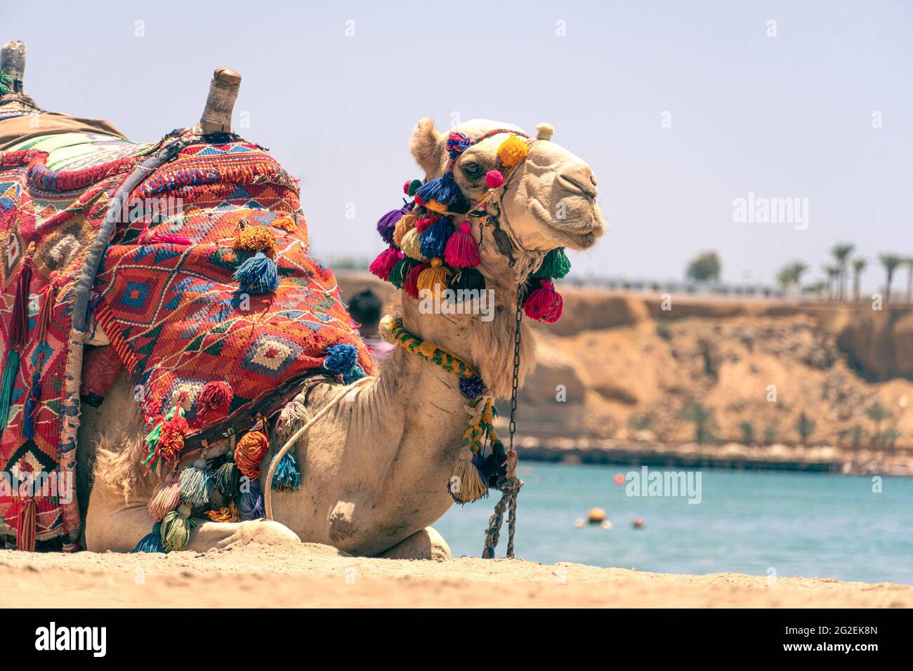 Camel resting in shadow on the beach of Hurghada. An adult Egyptian ...