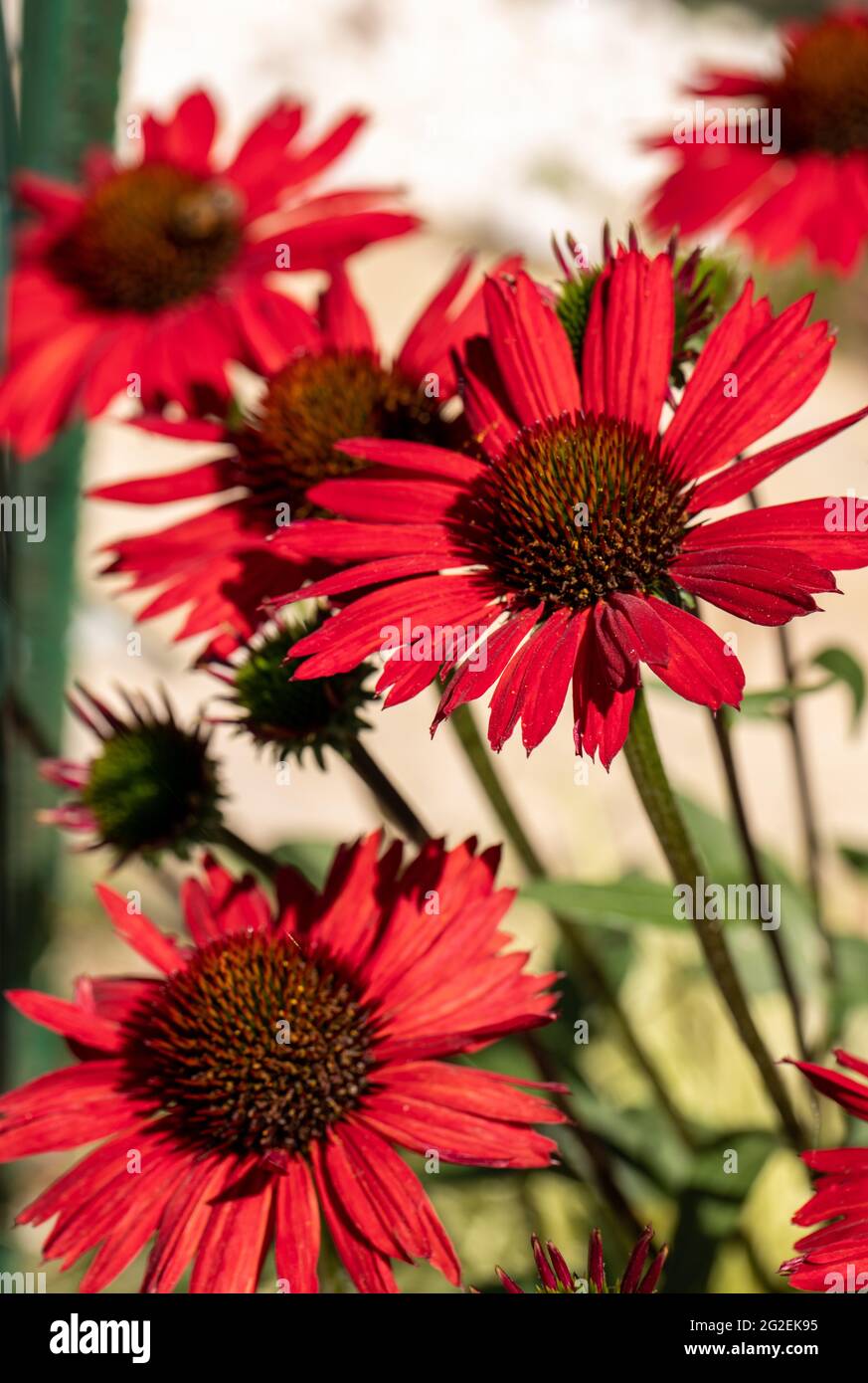Flowers of Echinacea - an herb stimulating the immune system Stock ...