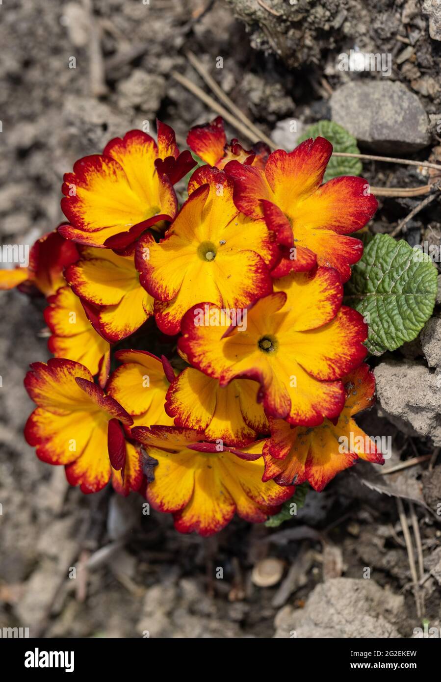 Polyanthus orange background hi-res stock photography and images - Alamy