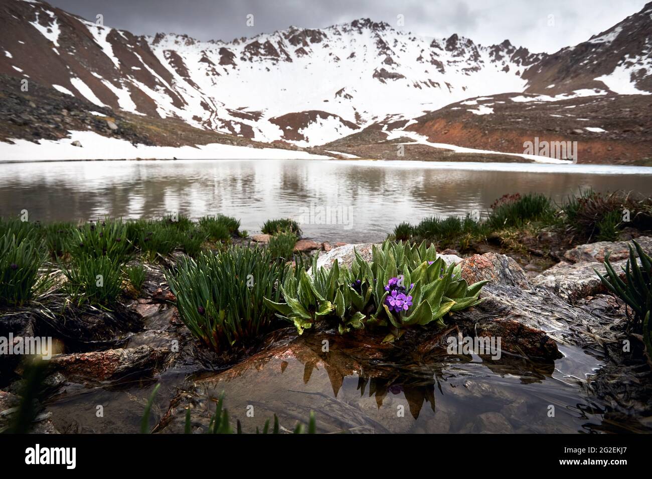 Beautiful scenery of the mountain lake and purple alpine primrose ...