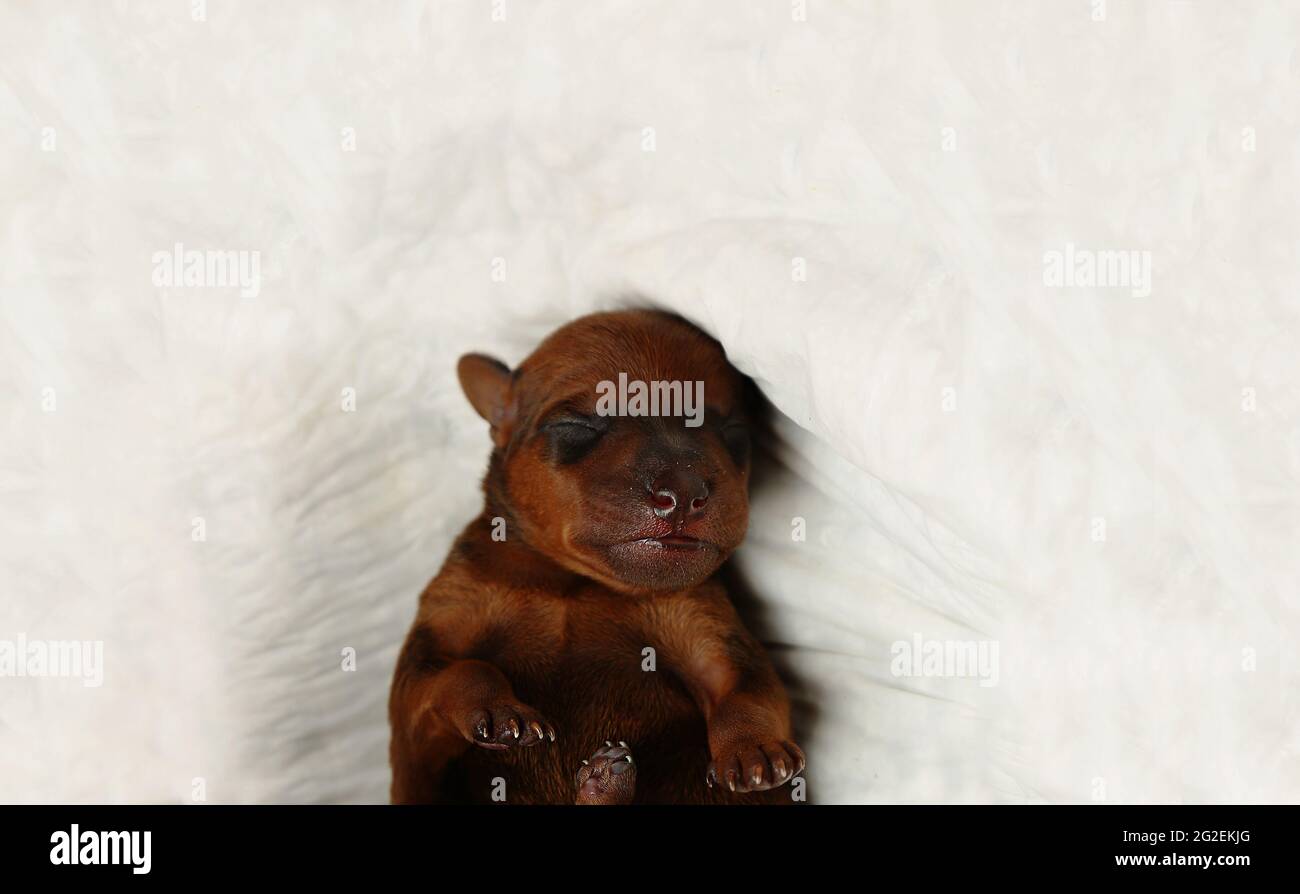 The little puppy has just been born. The puppy is in the veterinary ...