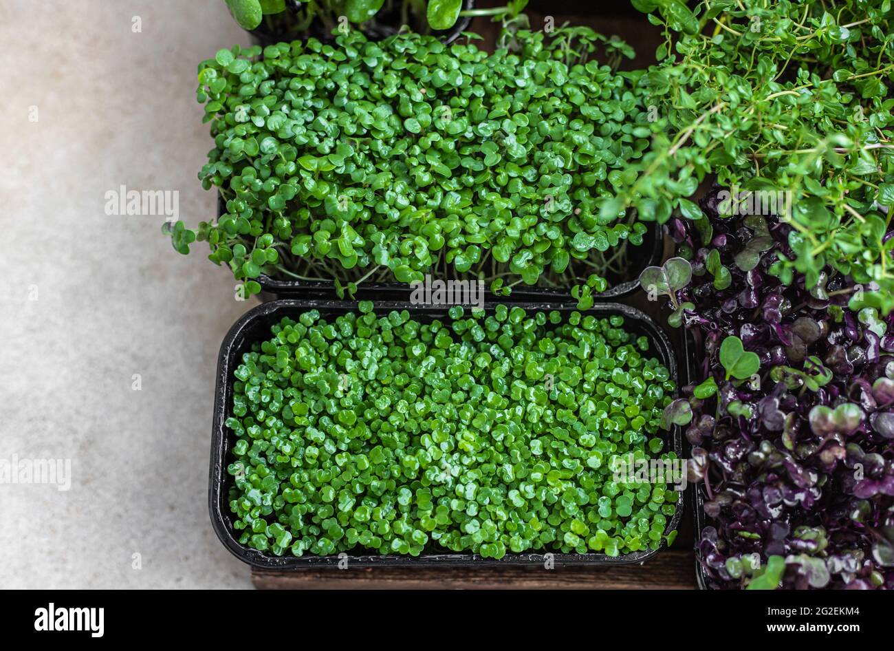 Different types of micro greens in containers. Seed germination at home ...