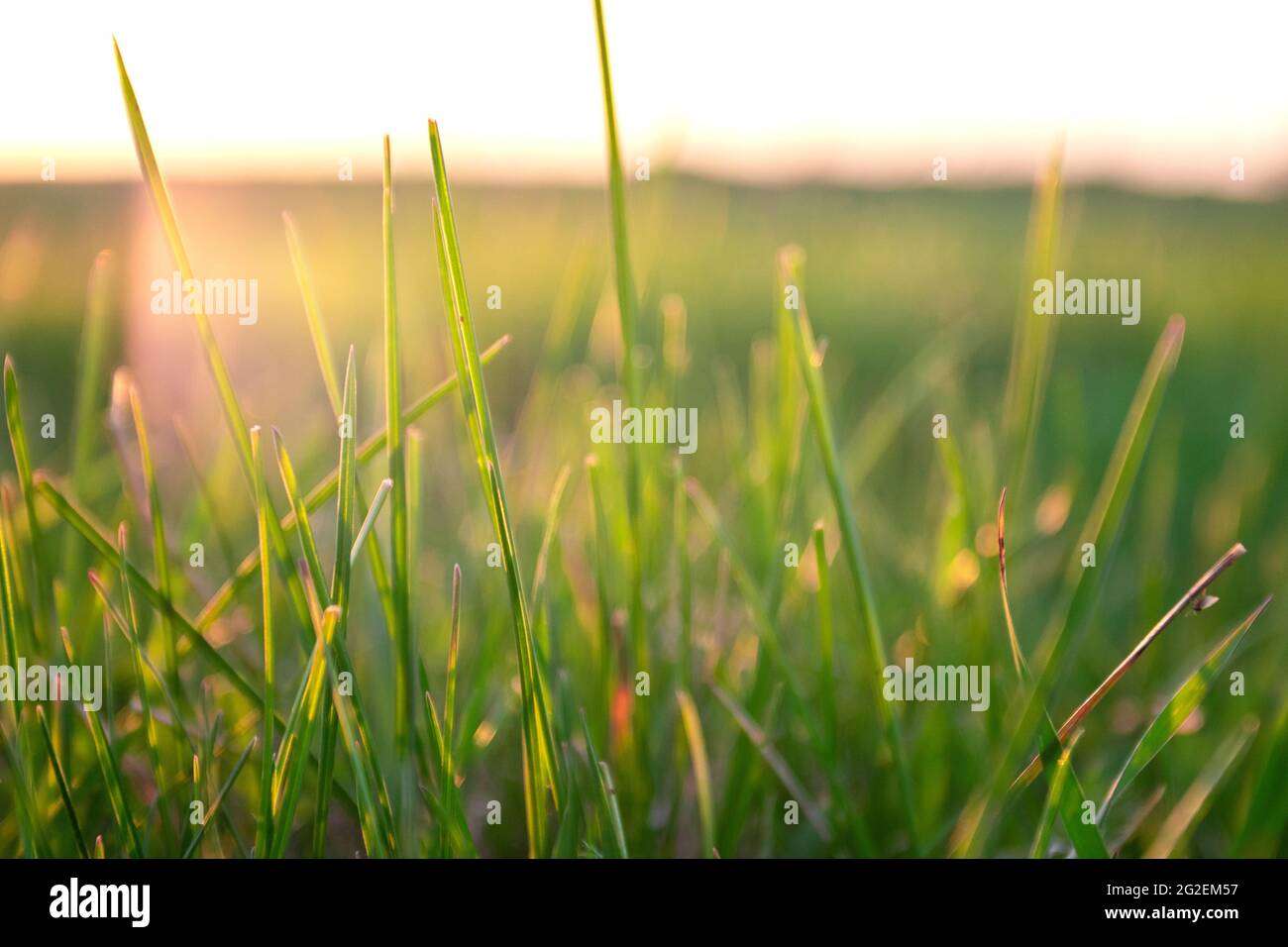 Green grass background on sunset. Summer landscape with meadow grass ...