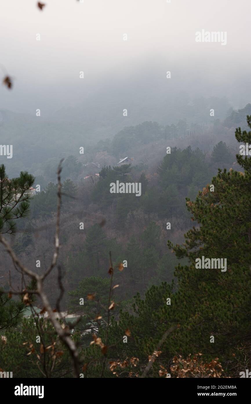 Spooky pine tree hi-res stock photography and images - Alamy