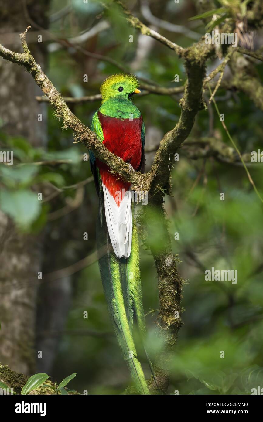 Resplendent quetzal and guatemala hi-res stock photography and images ...