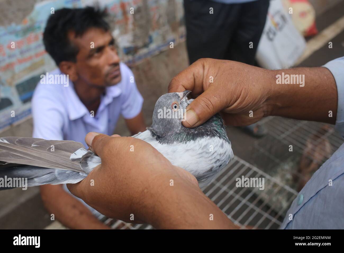 Weekly pigeon market hi-res stock photography and images - Alamy