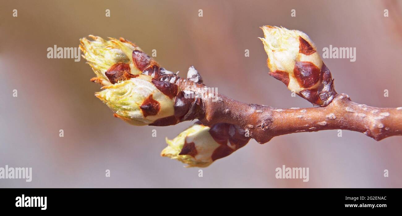 Early spring pear buds on a branch Stock Photo - Alamy