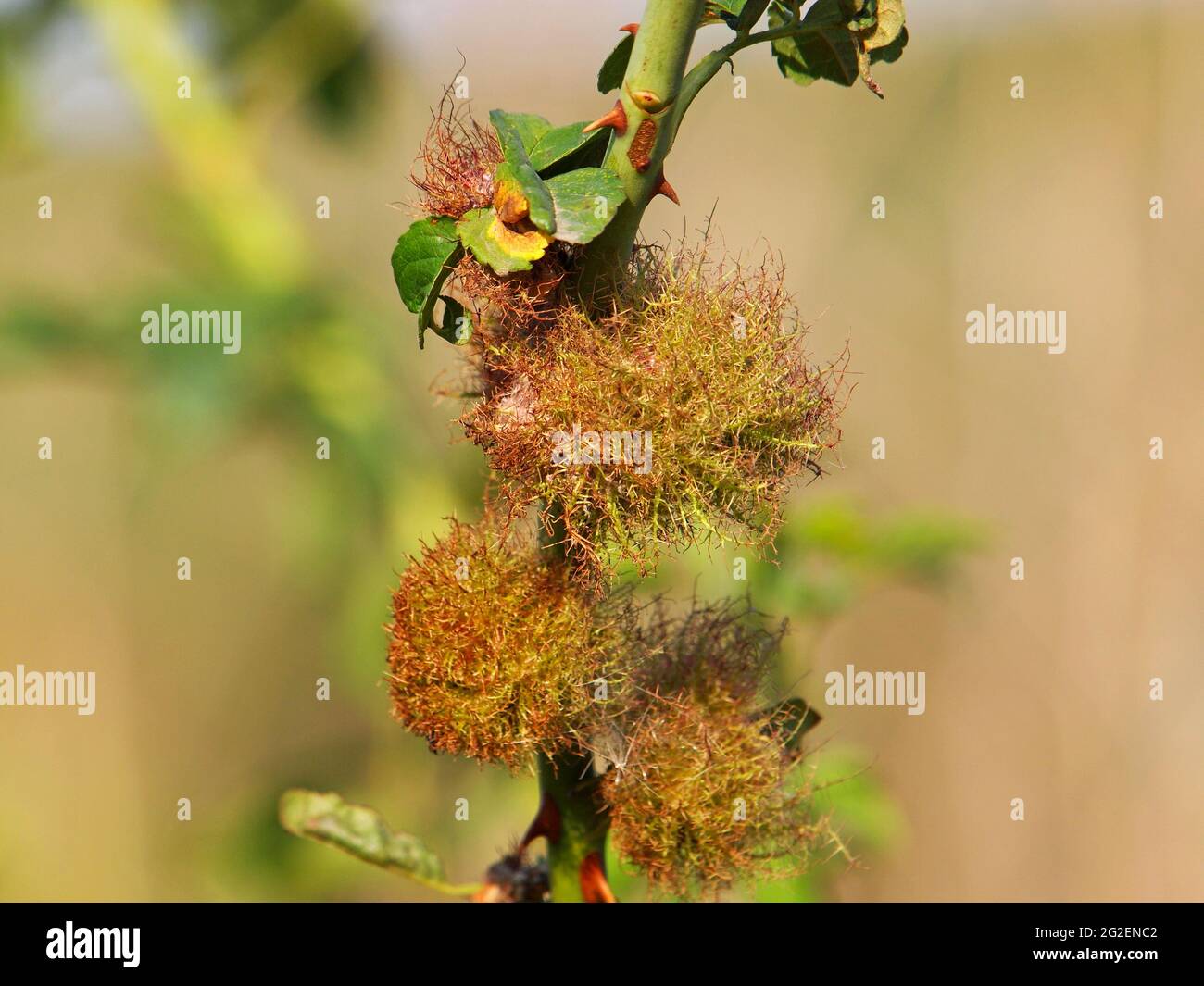 The rose bedeguar gall on dog rose, Rosa canina, caused by the gall ...