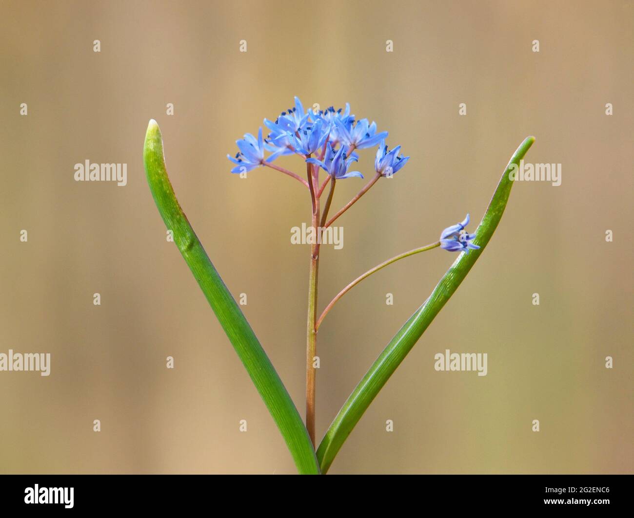 Blue flower of Alpine squill or two-leaf squill, Scilla bifolia Stock ...