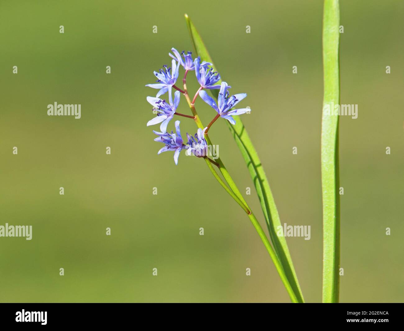 Blue flower of Alpine squill or two-leaf squill, Scilla bifolia Stock ...
