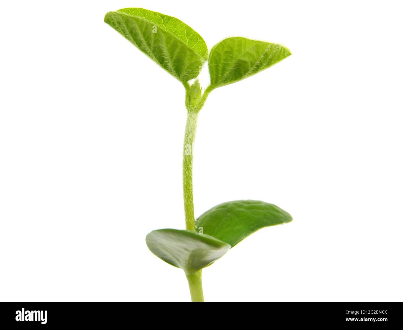 Young soybean plant isolated on white, Glycine max Stock Photo - Alamy
