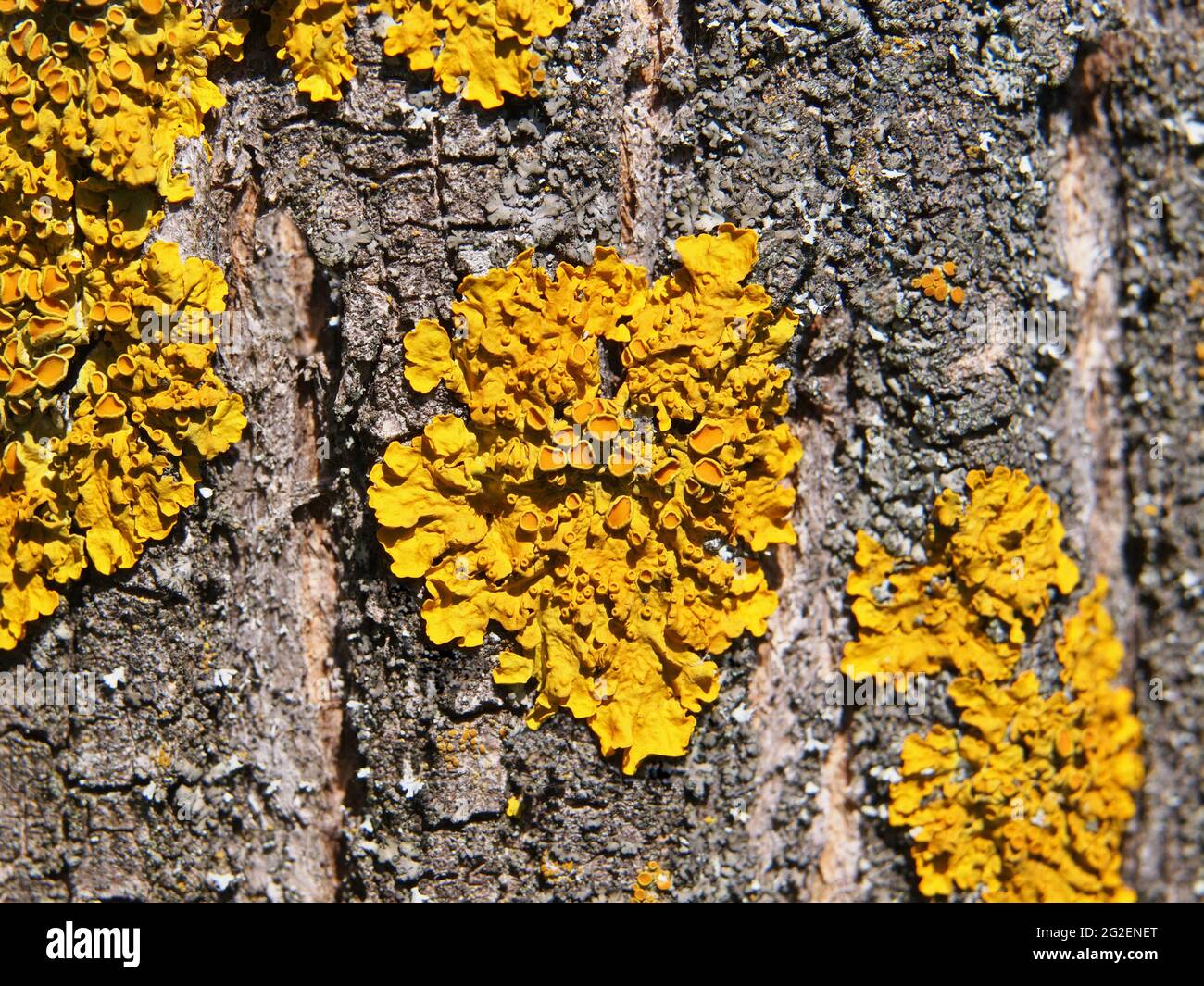 Squamulose lichen hi-res stock photography and images - Alamy