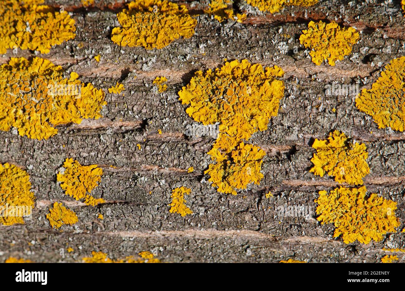 Orange lichen, Xanthoria parietina, growing on tree bark Stock Photo ...