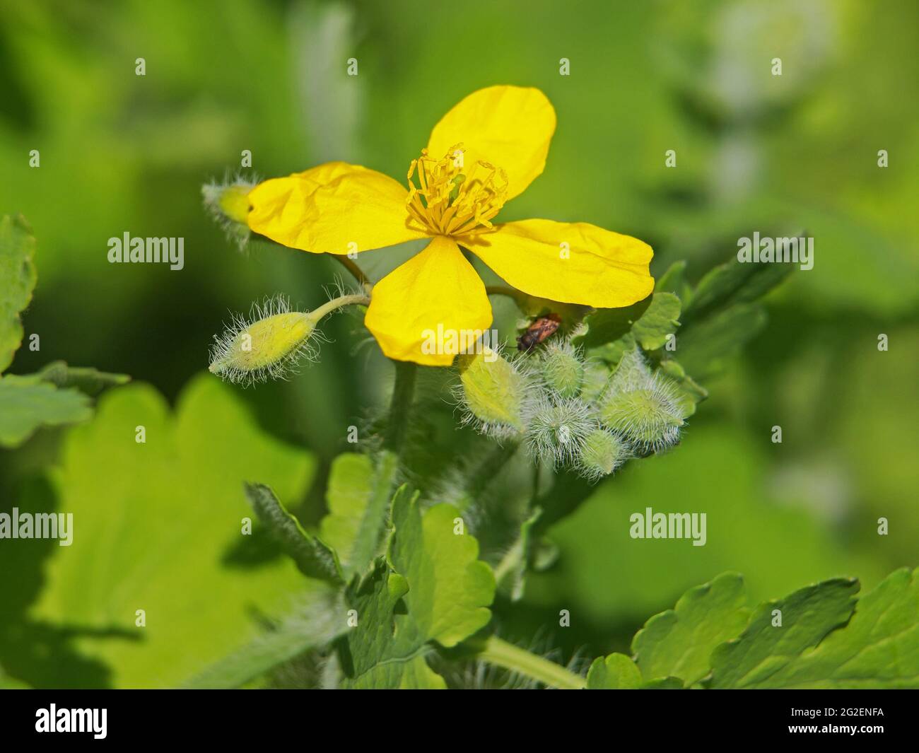 Yellow flower of Greater celandine, Chelidonium majus Stock Photo - Alamy
