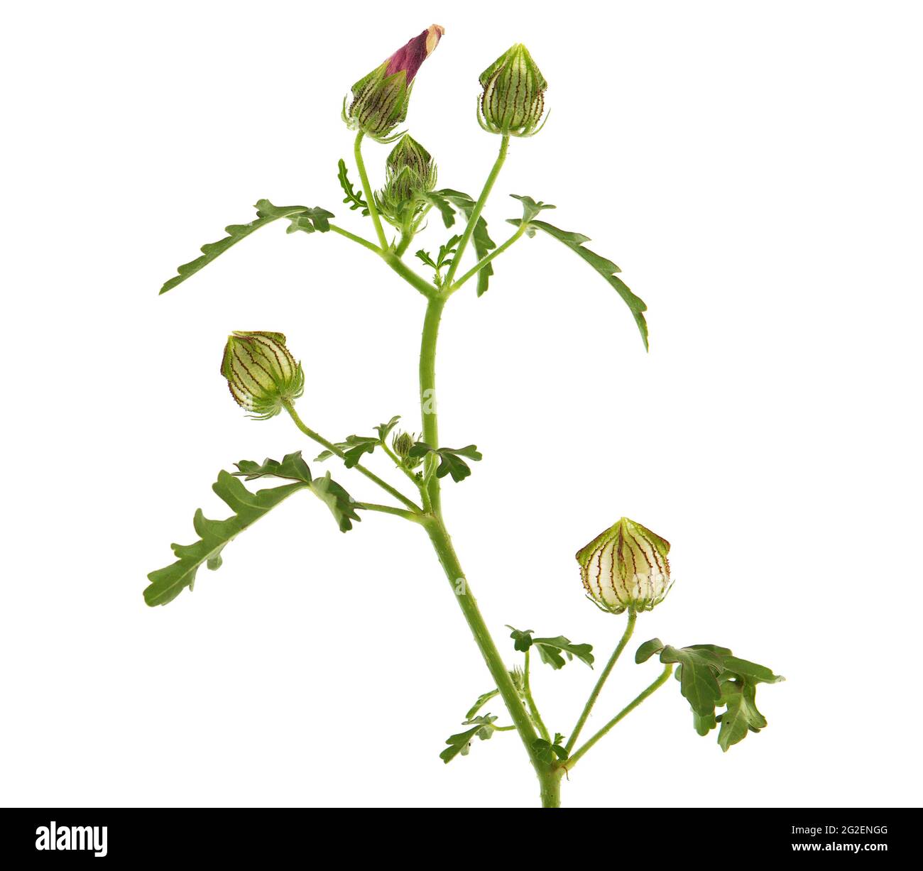 Flower-of-an-hour or bladder hibiscus plant isolated on white, Hibiscus ...