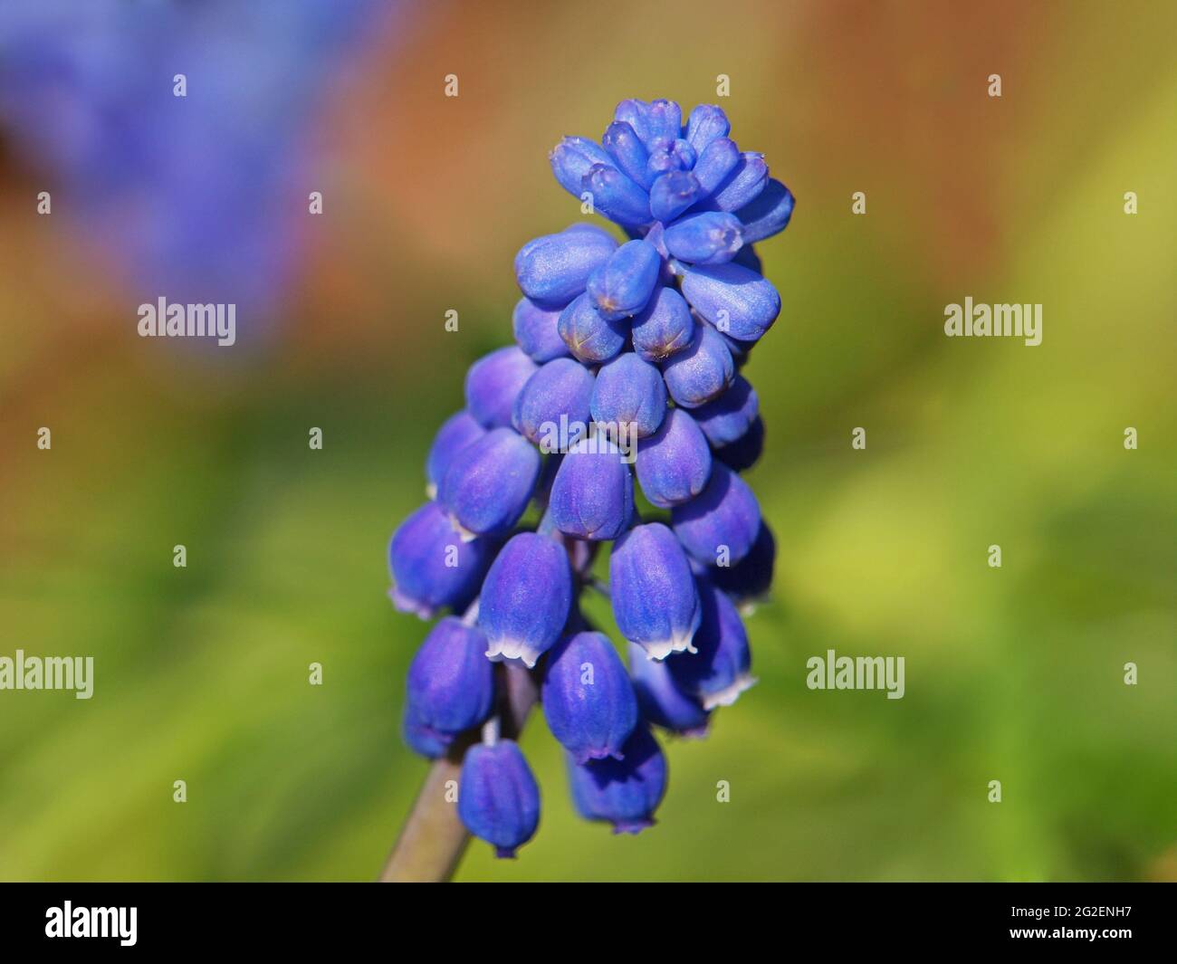 Spring blue flower of grape hyacinth, Muscari neglectum Stock Photo - Alamy