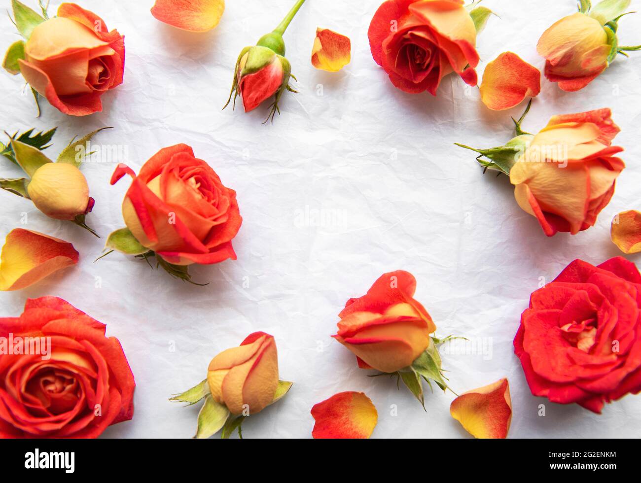 Flowers composition. Frame made of red roses and leaves on white paper ...