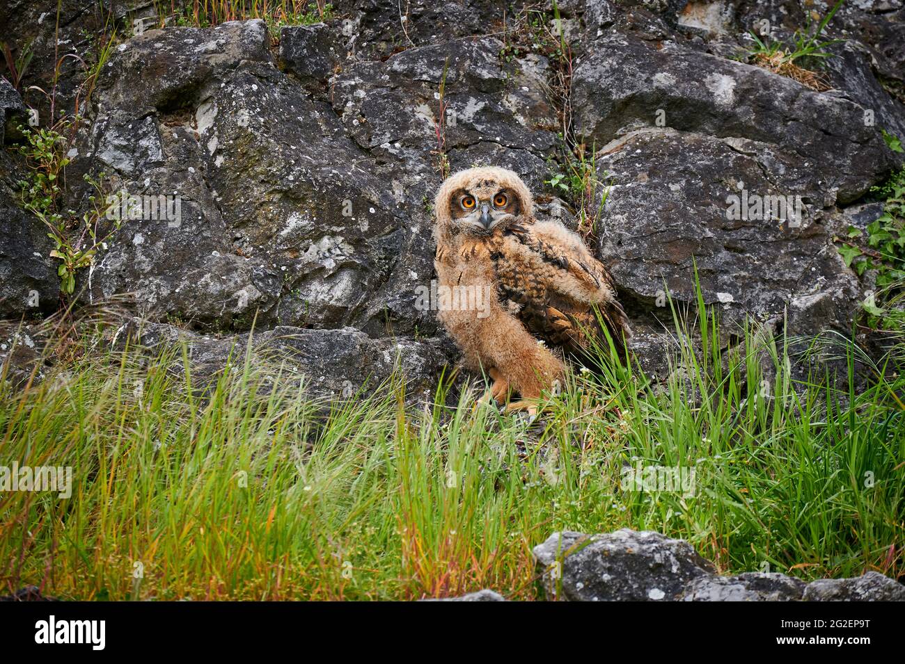 young Eurasian eagle-owl (Bubo bubo), Heinsberg, North Rhine-Westphalia ...