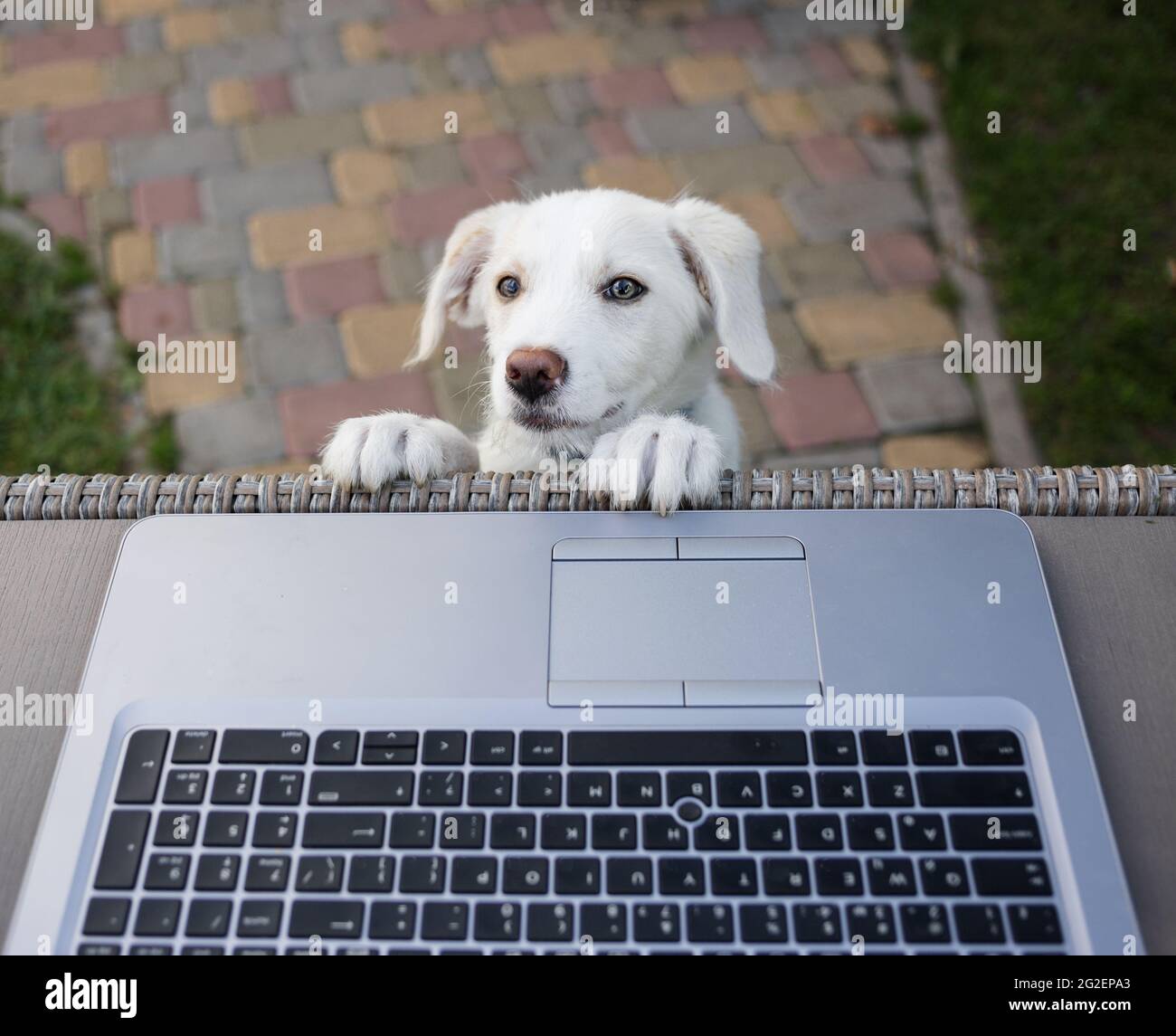 curious beautiful white puppy stands in front of an open laptop that ...