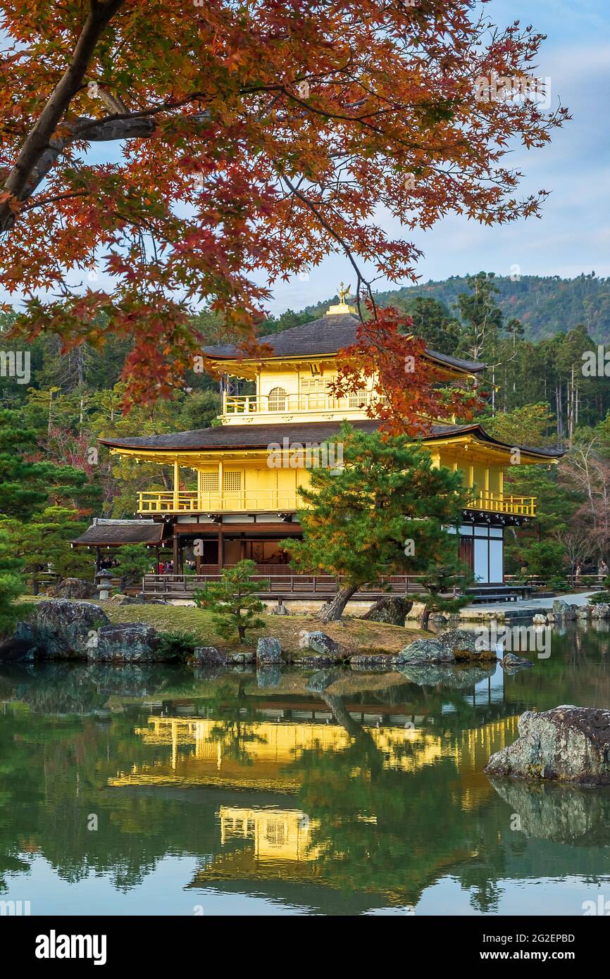 Beautiful of Kinkakuji temple or the golden Pavilion in Autumn foliage ...