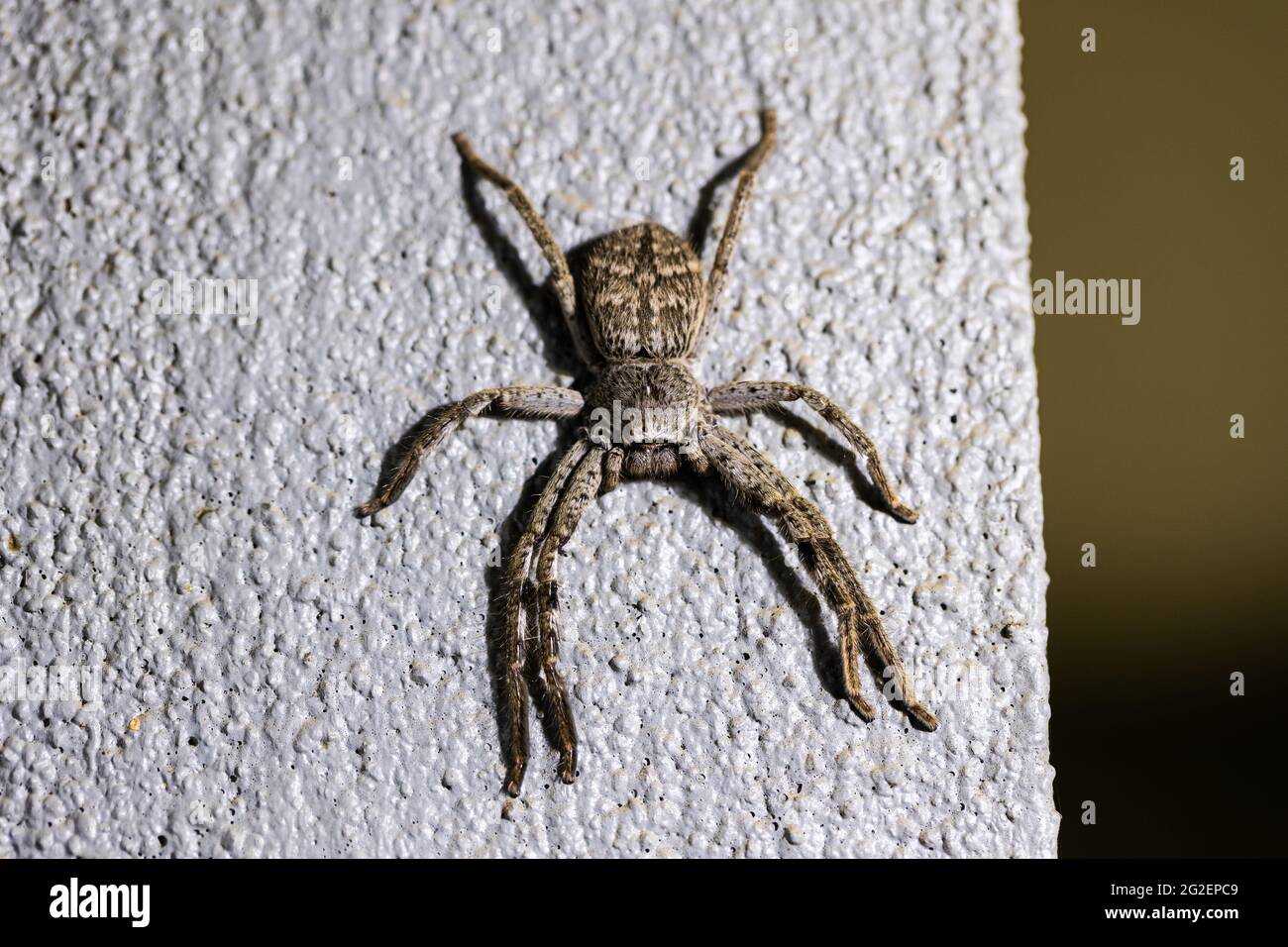 An australian huntsman spider sparassidae heteropodidae a large long ...