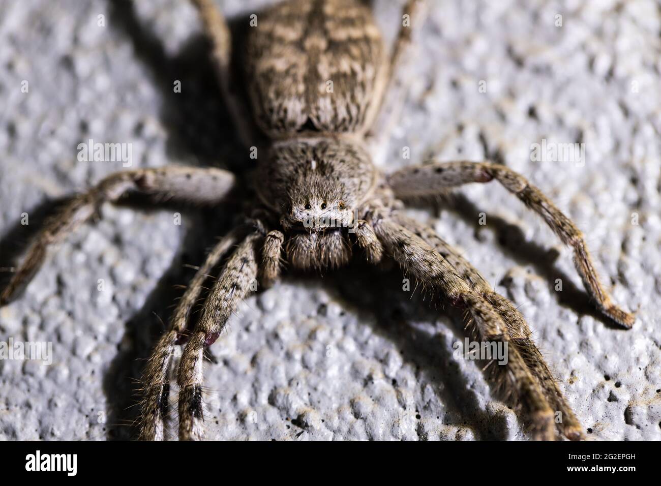 An australian huntsman spider sparassidae heteropodidae a large long ...