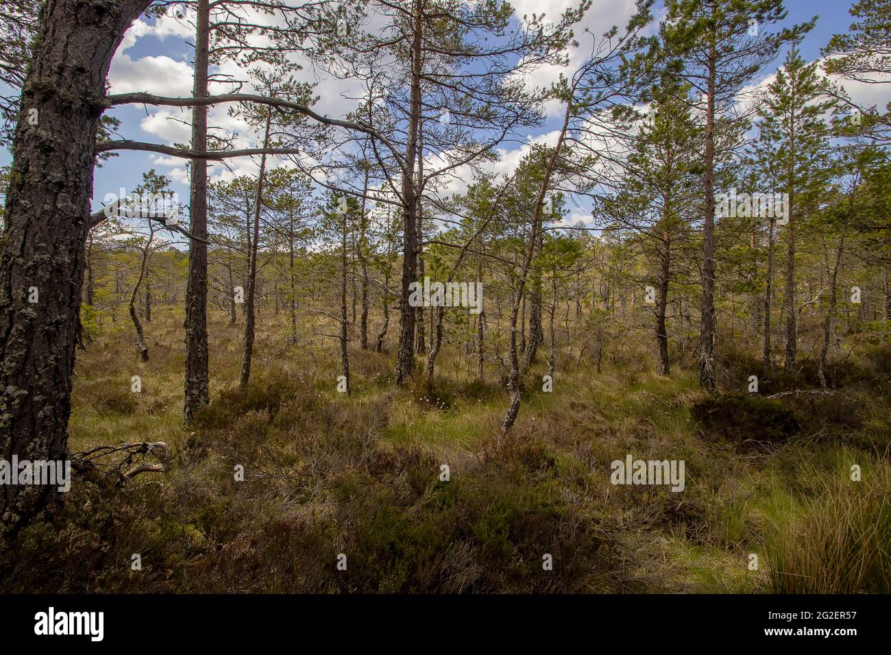 Ancient pinewoods hi-res stock photography and images - Alamy