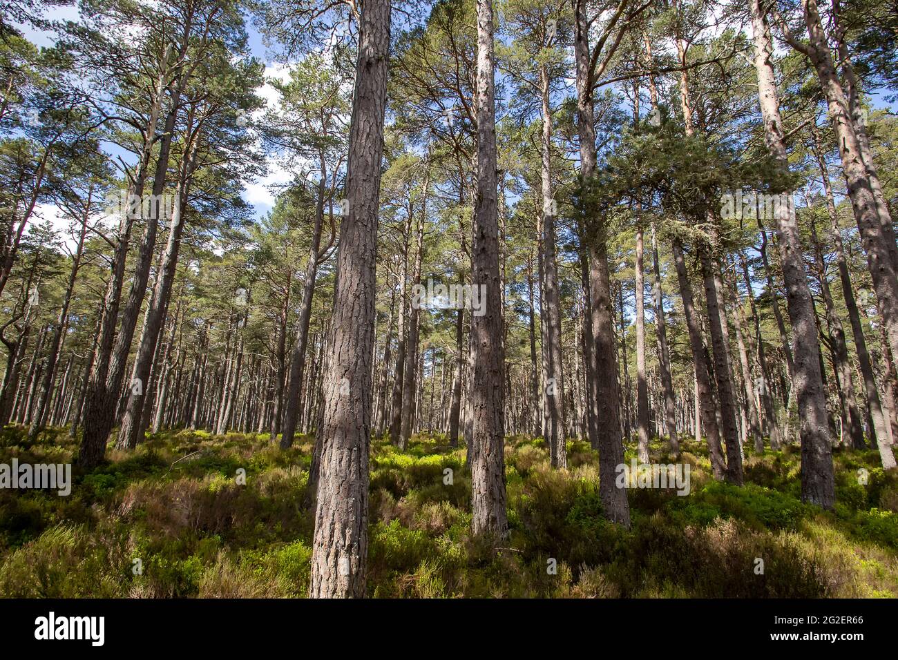 Part of the ancient Caledonian Forest in the Cairngorms, Scottish ...