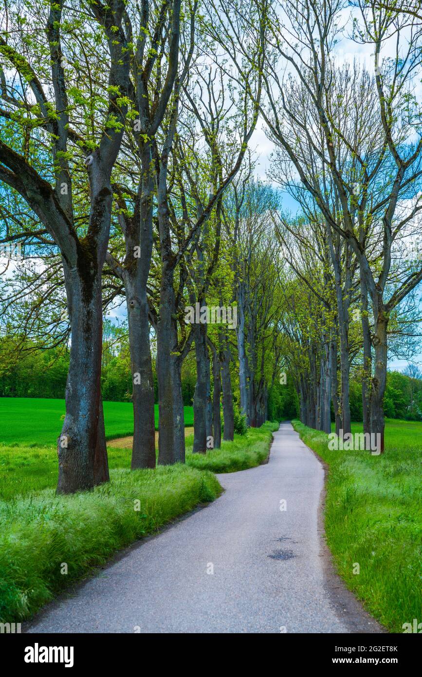 Germany, Alley of huge trees alongside road in dark atmosphere ...