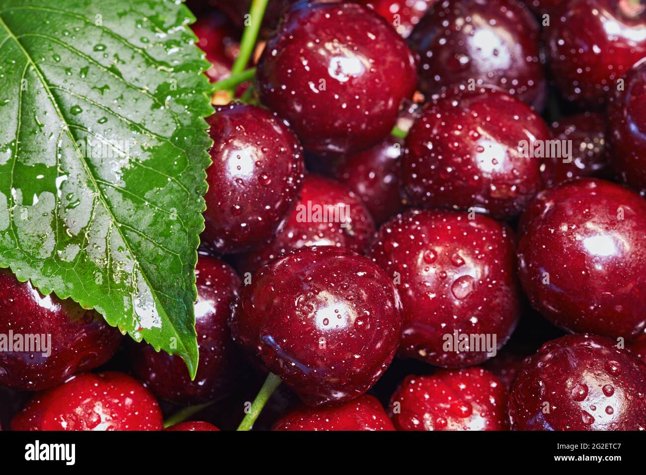 Harvest ripe red cherries hi-res stock photography and images - Alamy