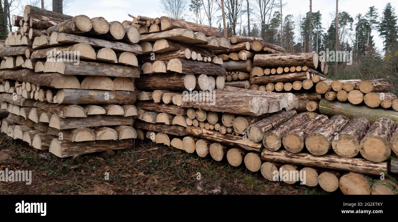 Storage of round and halved, short tree trunks in the forest Stock ...