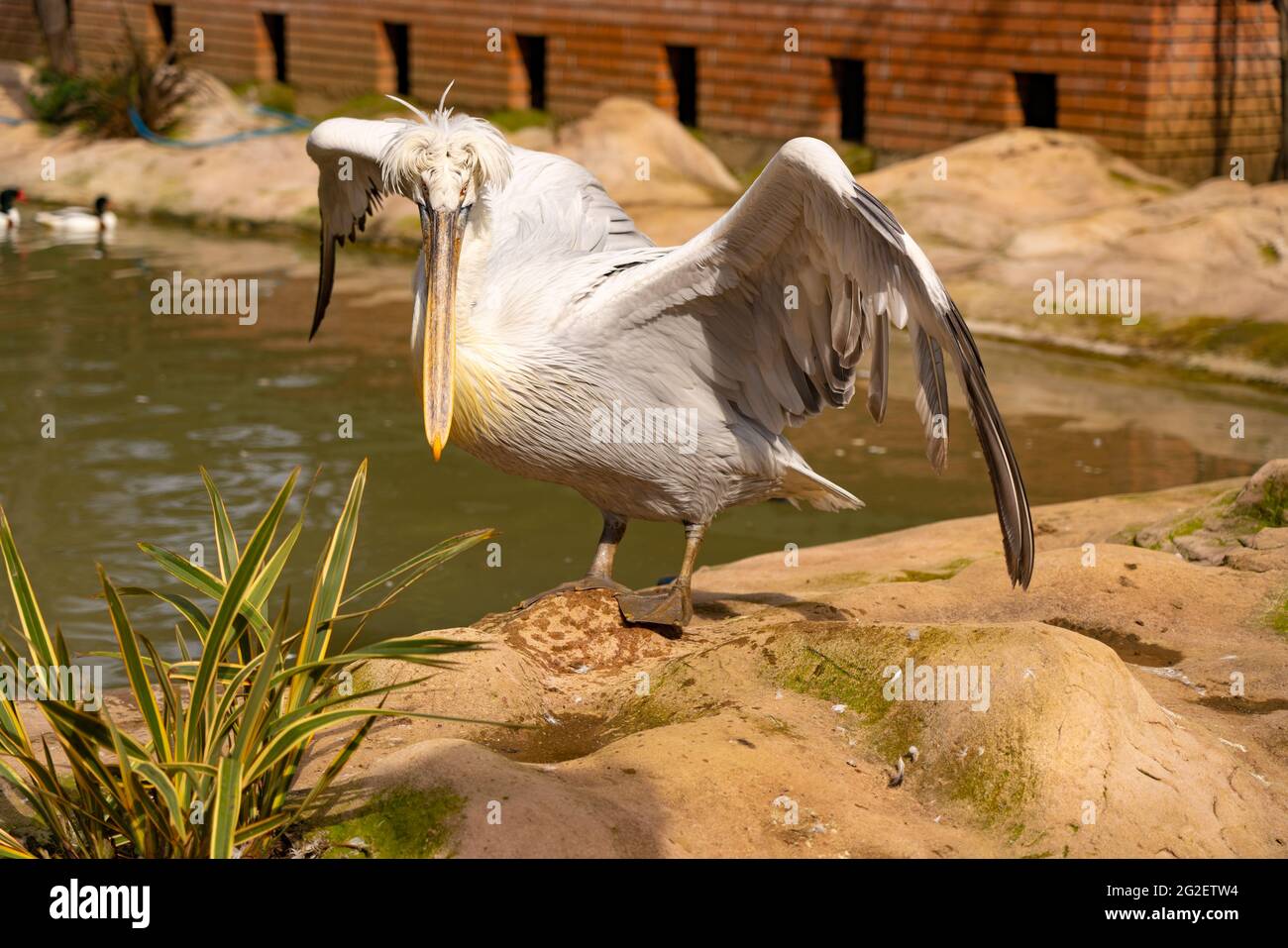 Dalmatian pelican in the park Stock Photo - Alamy
