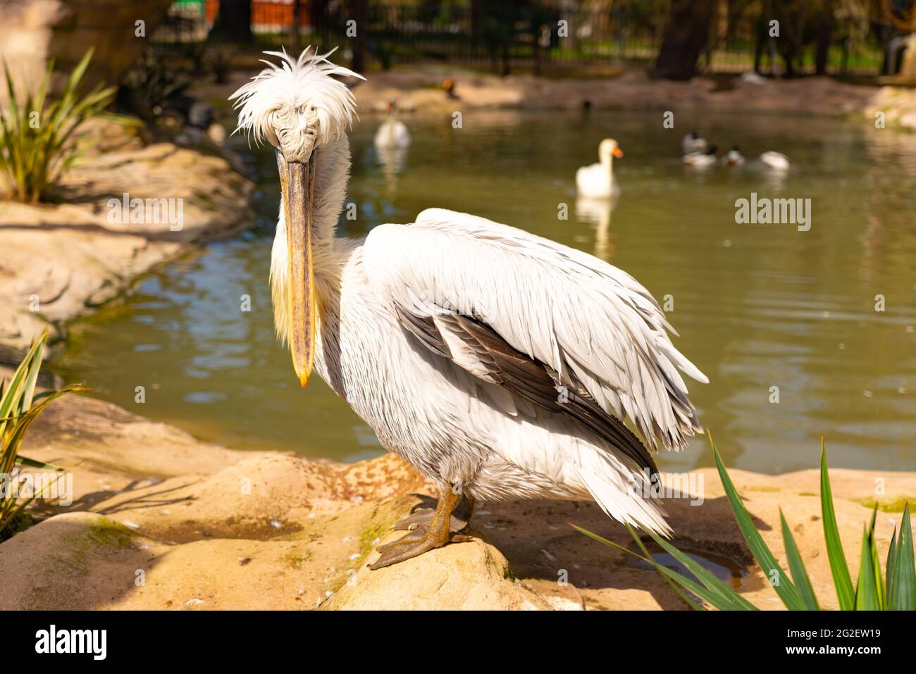 Dalmatian pelican in the park Stock Photo - Alamy