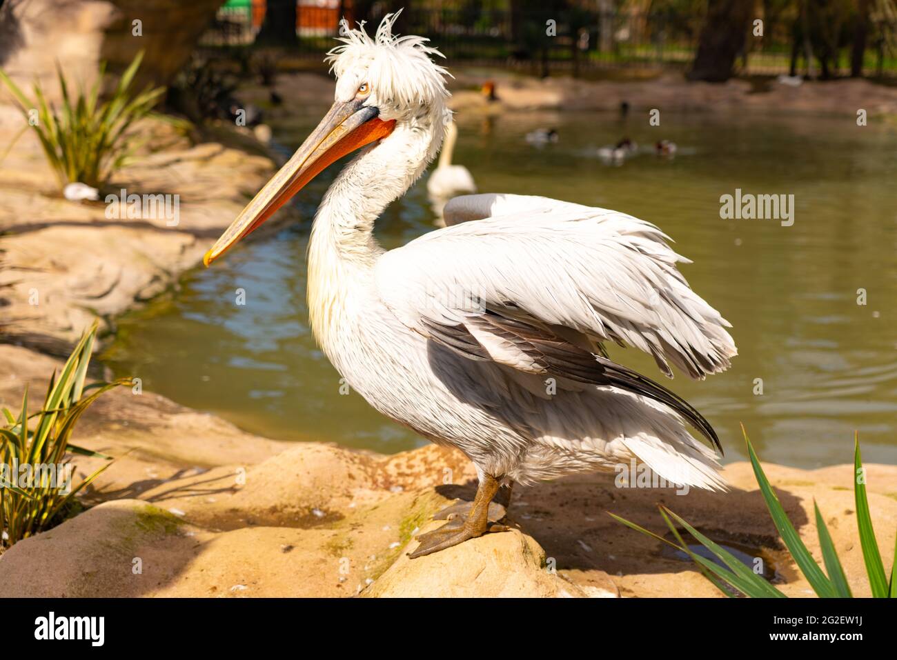 Dalmatian pelican in the park Stock Photo - Alamy